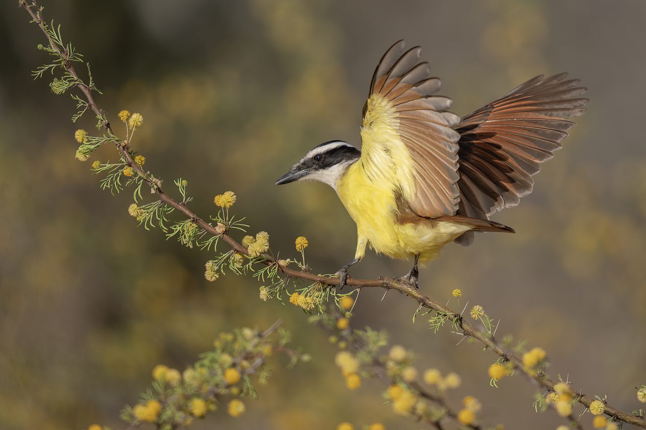 2025 Grand Prize Winners – Wildlife in Focus (WiF)